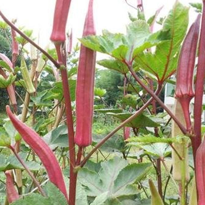 Red Okra seeds – Greats Garden