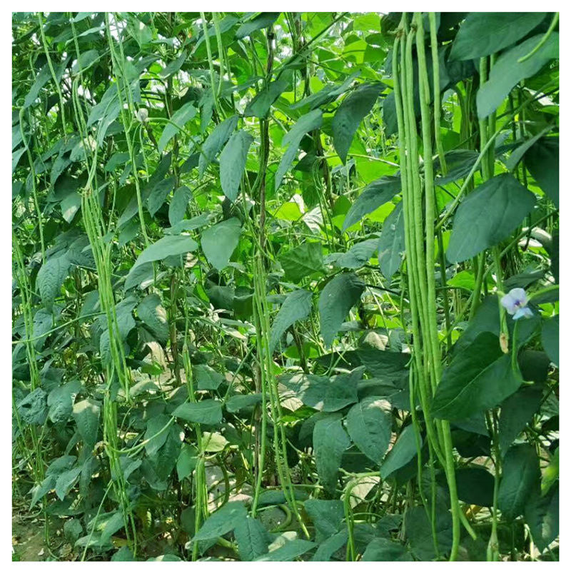 Long Bean Seeds – Greats Garden