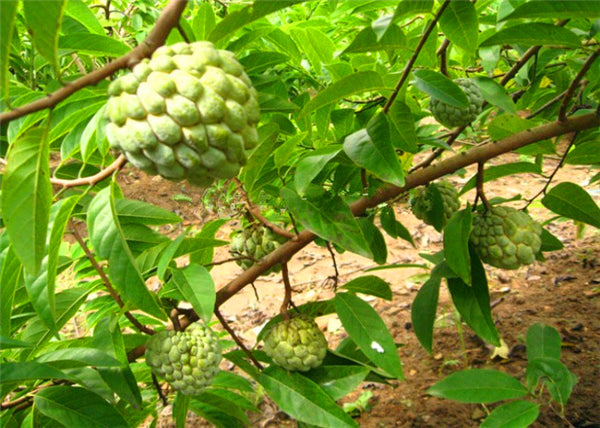 Soursop Seeds – Greats Garden