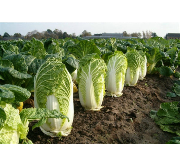 Chinese Cabbage seeds – Greats Garden